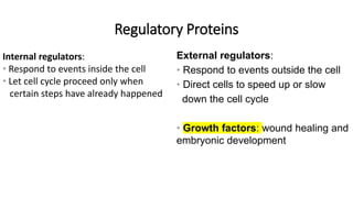 Cell cycle | PPT