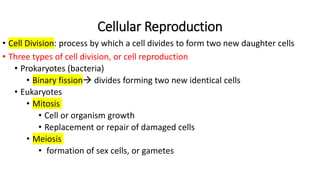Cell cycle | PPT