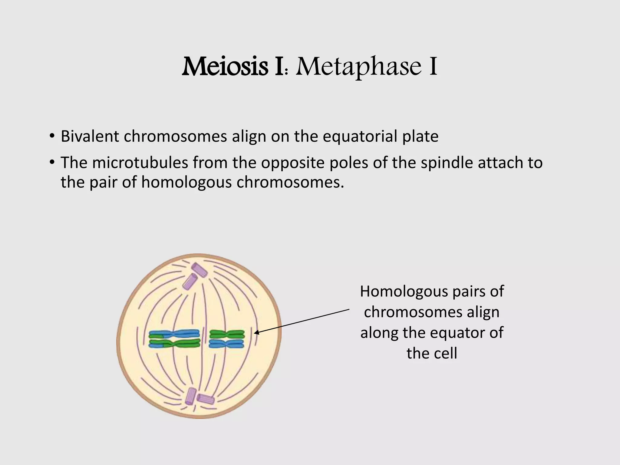 Cell cycle and Cell Division | PPTX