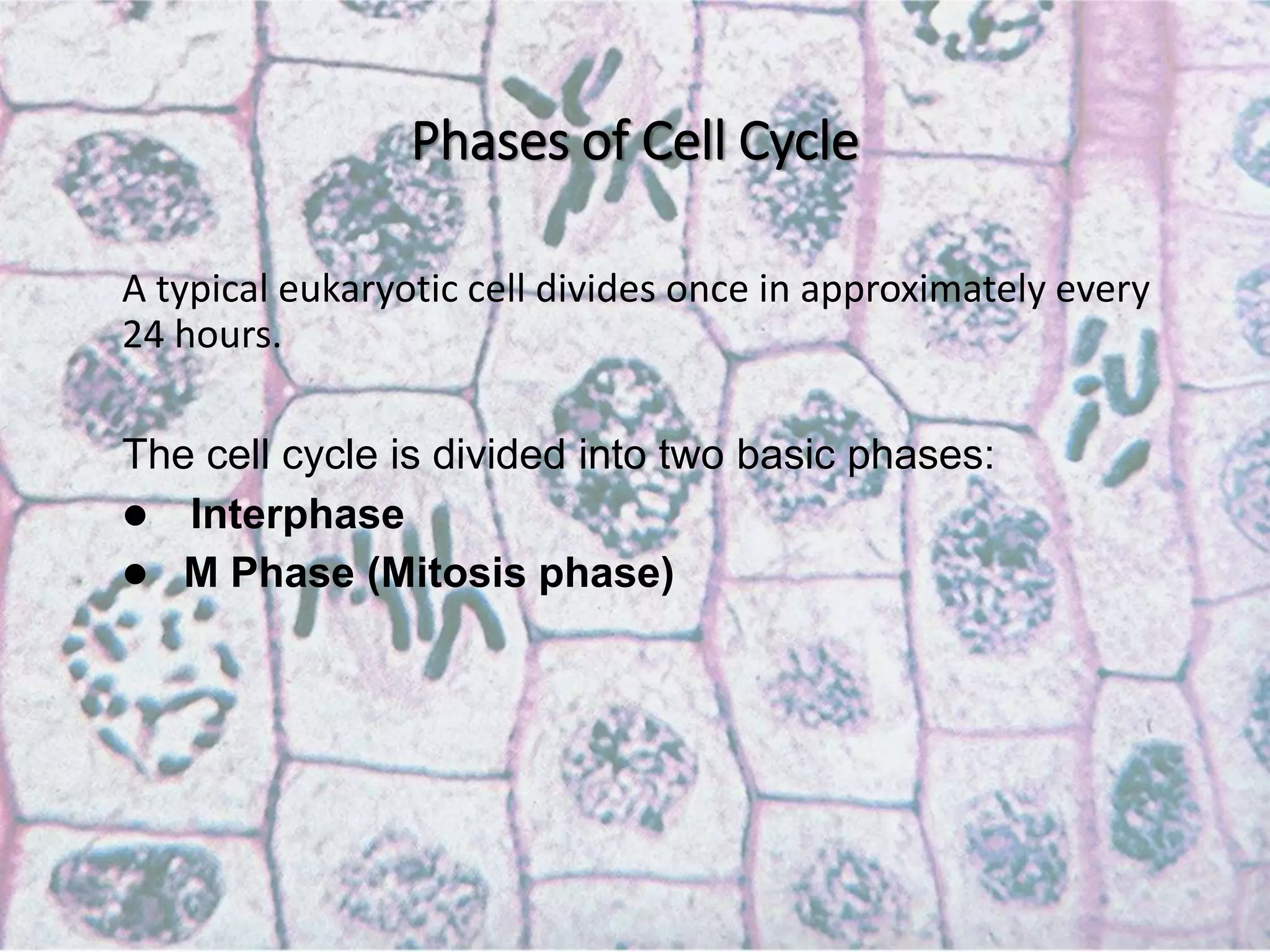 Cell cycle and Cell Division | PPT