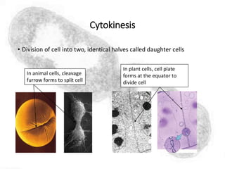 Cell cycle and Cell Division | PPT