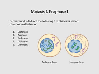 Cell cycle and Cell Division | PPT