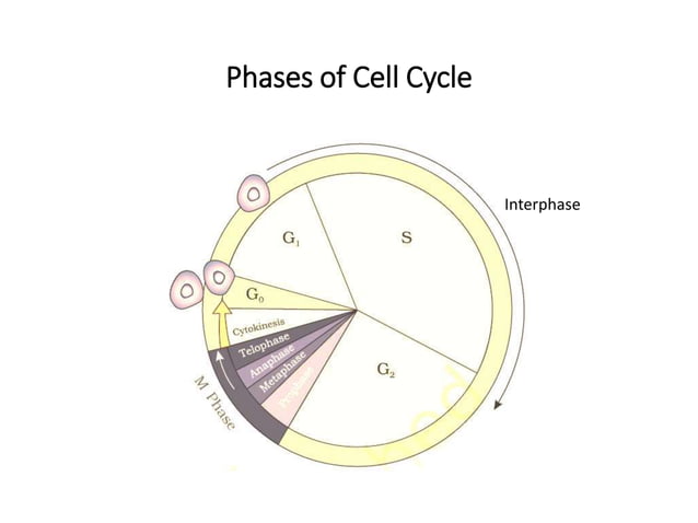 Cell cycle and Cell Division | PPT