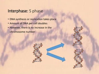 Cell cycle and Cell Division | PPT