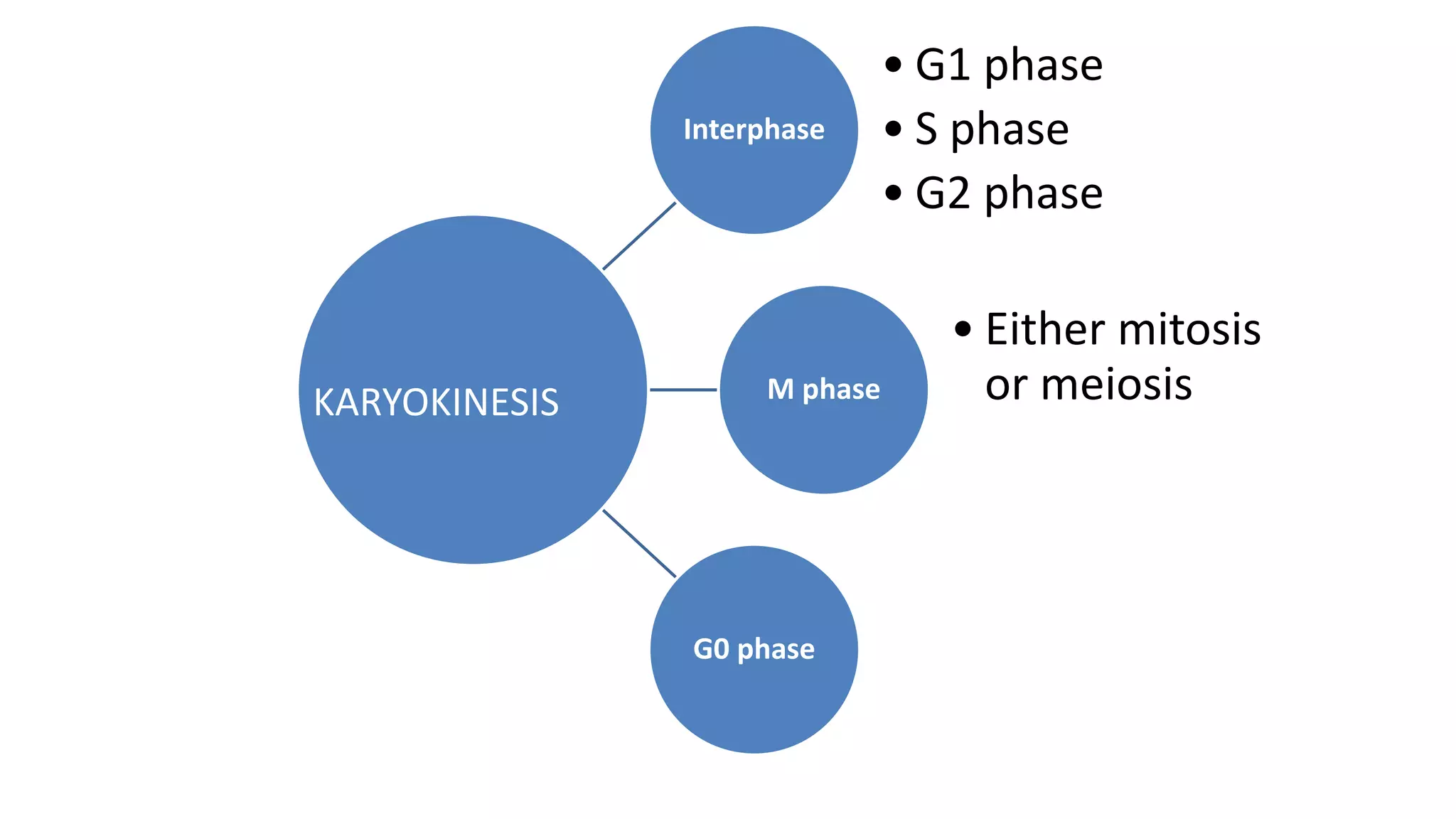 Cell cycle and Phases of Cell cycle | PPTX