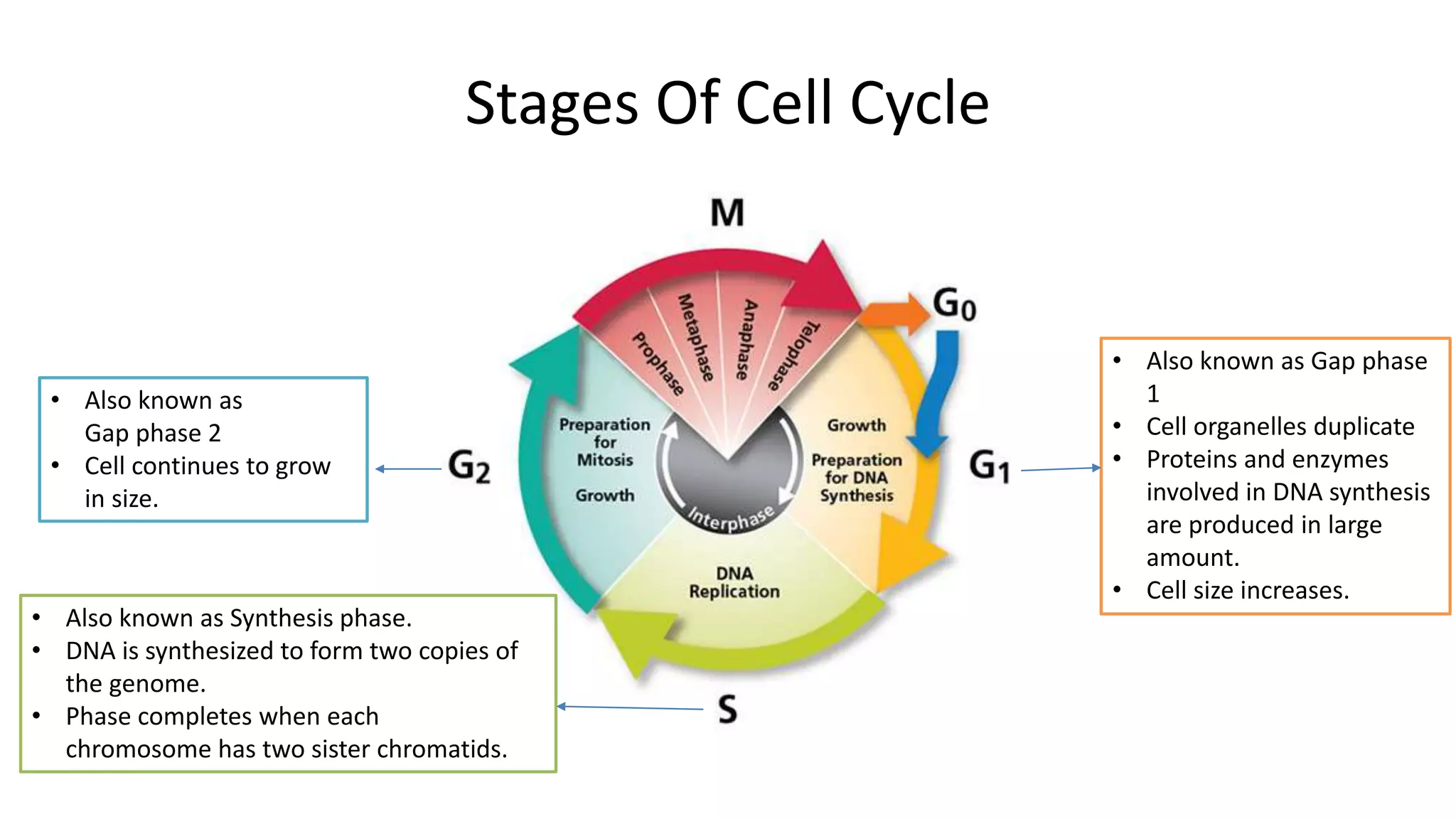 Cell cycle and Phases of Cell cycle | PPTX