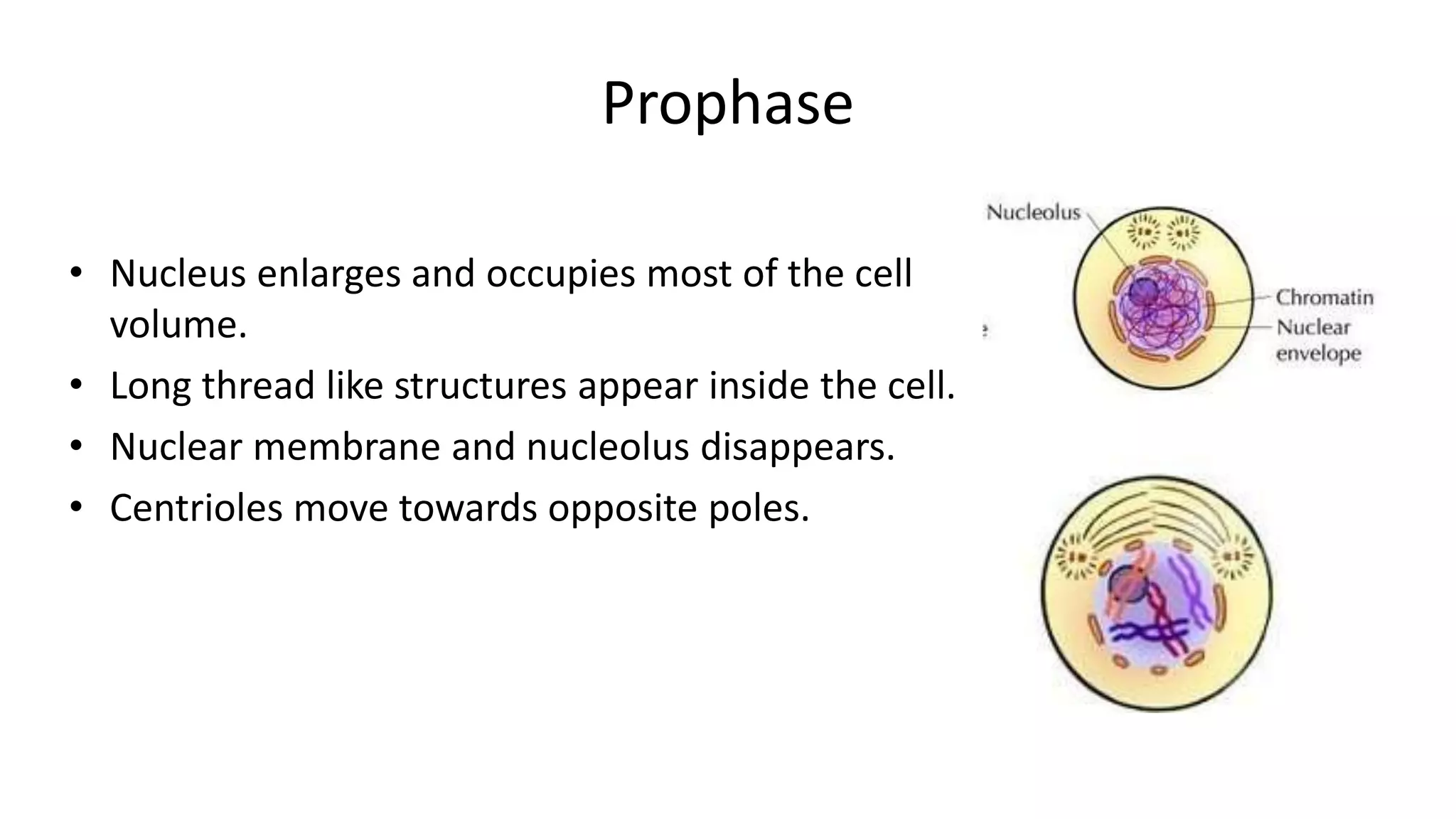 Cell cycle and Phases of Cell cycle | PPTX