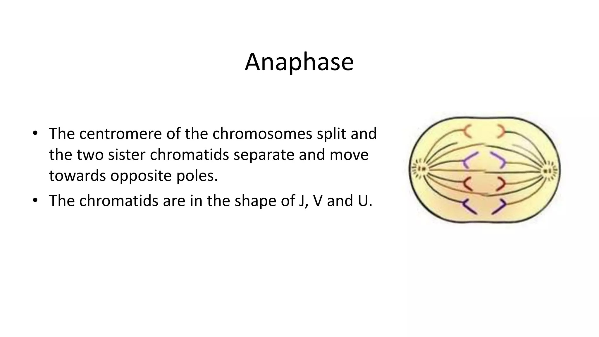 Cell cycle and Phases of Cell cycle | PPTX
