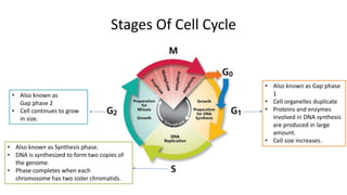 Cell cycle and Phases of Cell cycle | PPTX