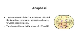 Cell cycle and Phases of Cell cycle | PPTX