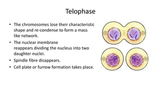 Cell cycle and Phases of Cell cycle | PPTX