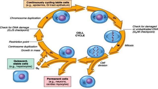Cell cycle | PPTX | Biological Sciences | Science