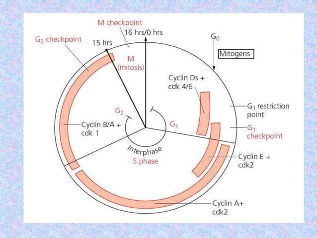 Cell cycle | PPTX | Biological Sciences | Science