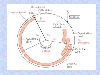 Cell Cycle Diagram To Label