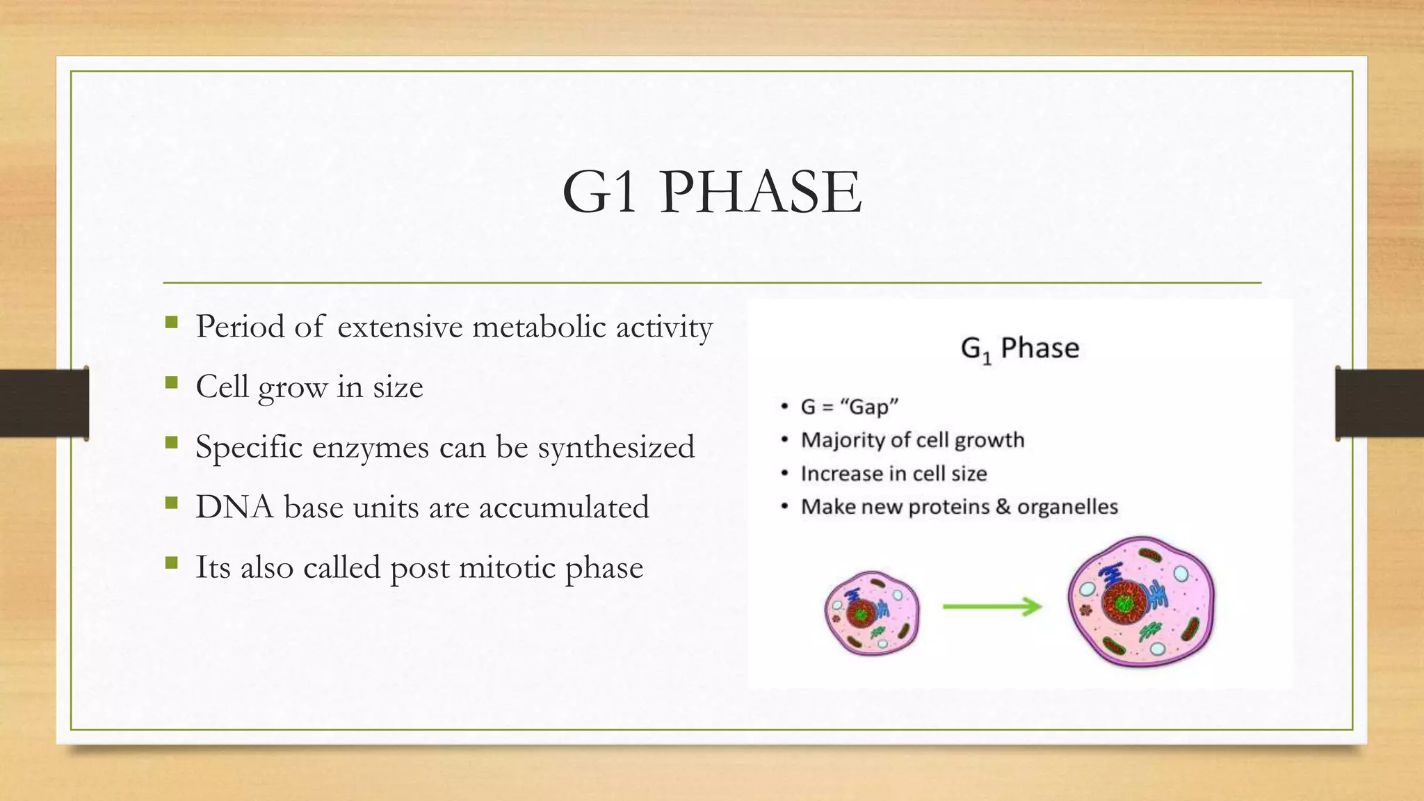 Cell cycle | PPT | Free Download