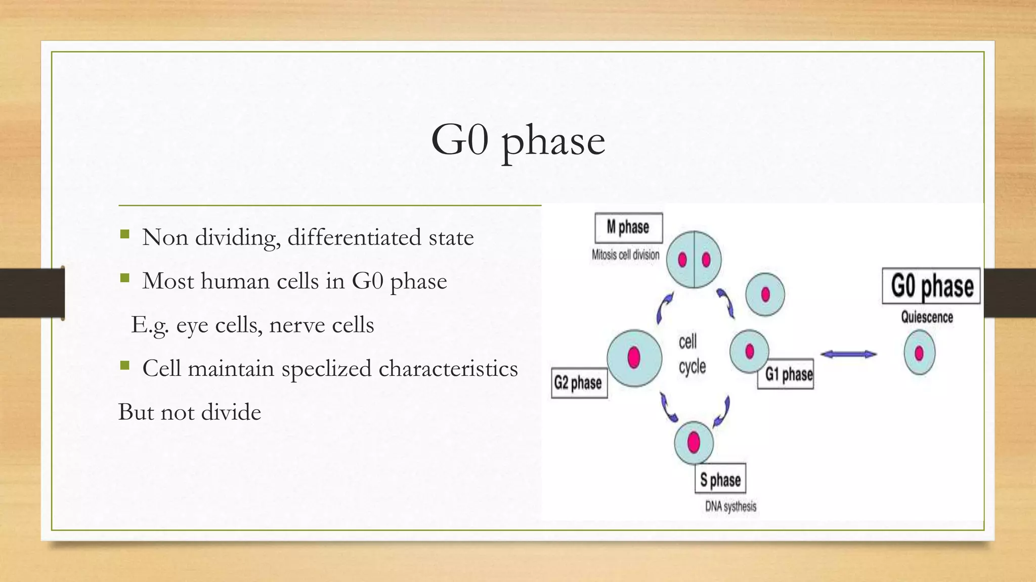 Cell cycle | PPT | Free Download