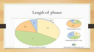Cell cycle | PPT | Free Download