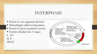 Cell cycle | PPT | Free Download