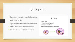 Cell cycle | PPT | Free Download