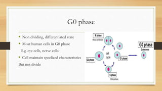 Cell cycle | PPT | Free Download