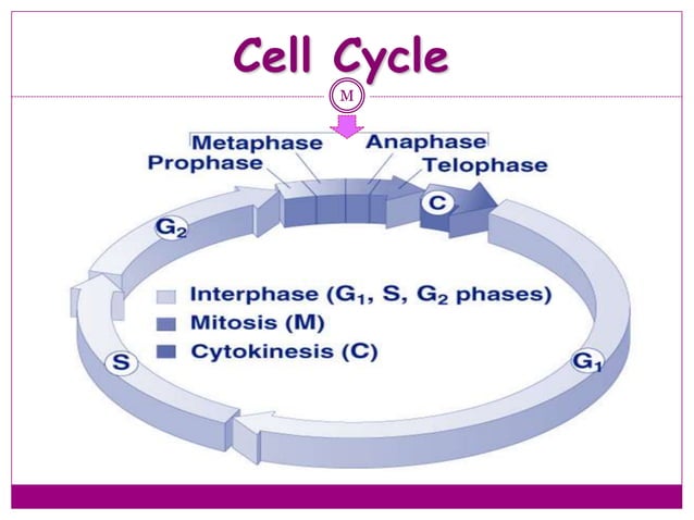 cell cycle and control checkpoints throght cyclin cdk complex | PPT