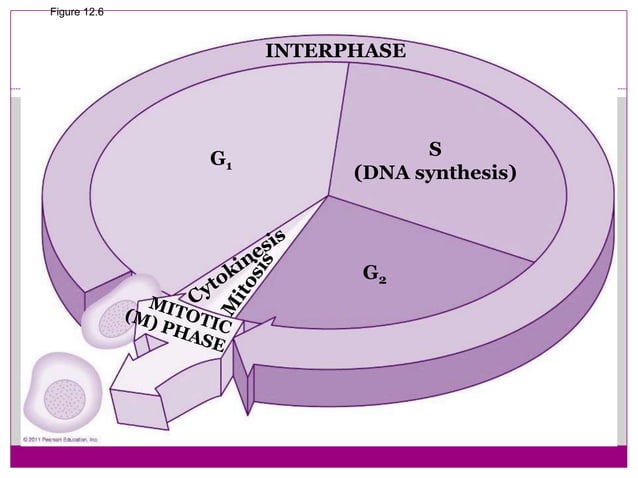 Cell Cycle And Control Checkpoints Throght Cyclin Cdk Complex Ppt