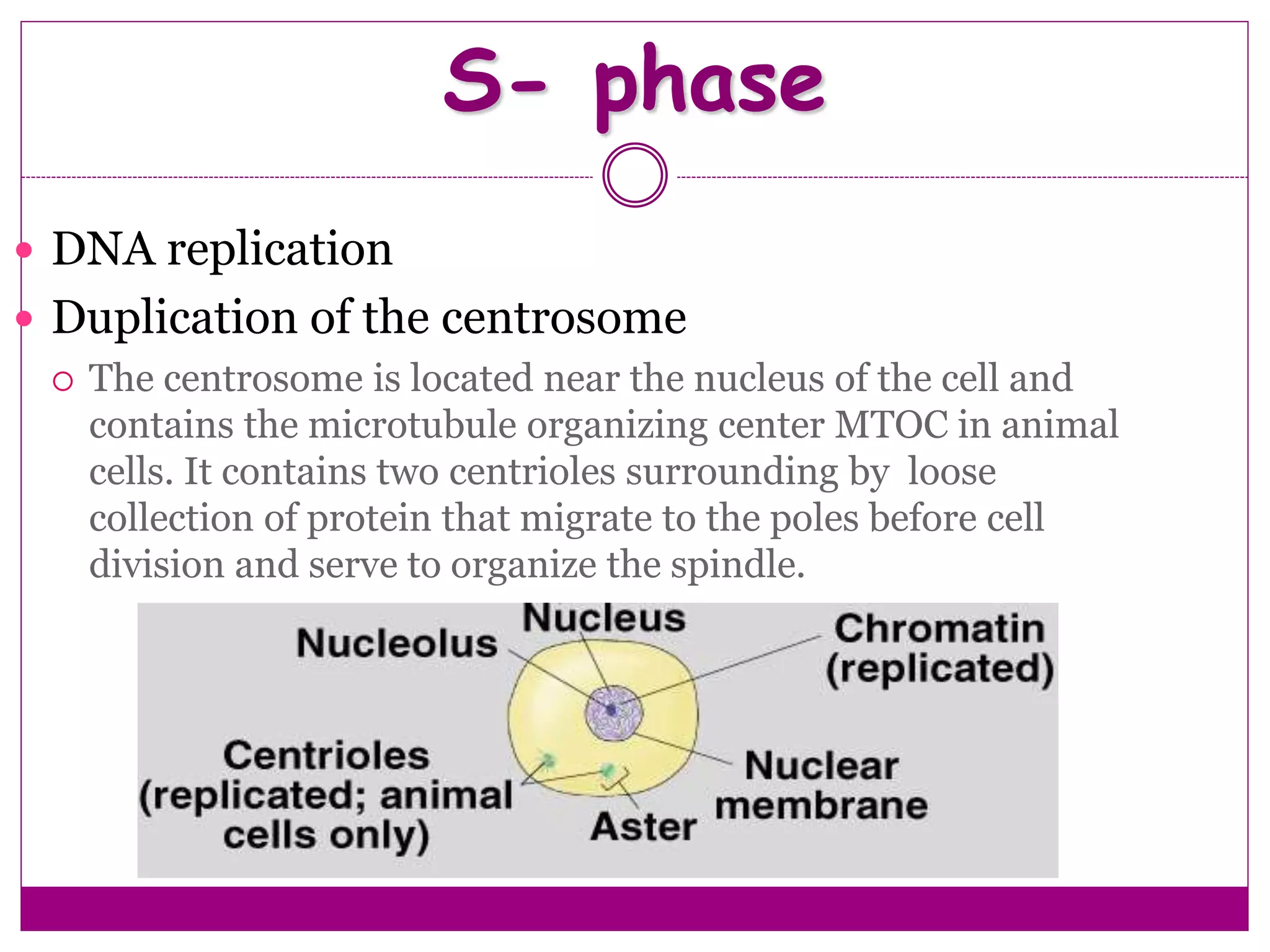 Cell cycle | PPTX