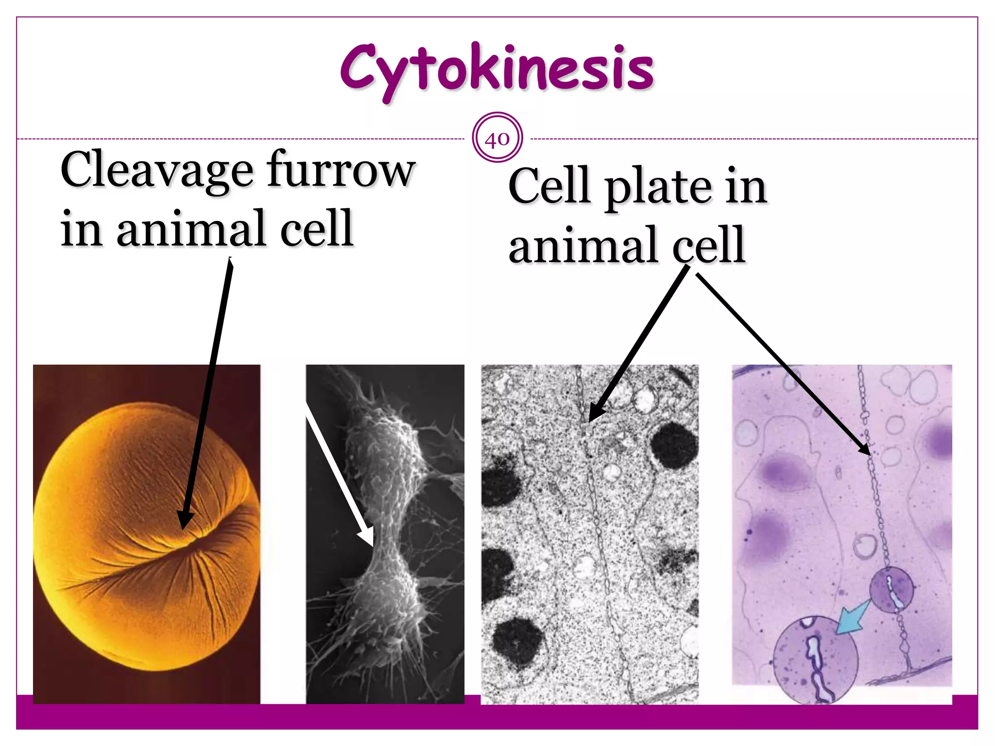 Cell cycle | PPTX | Biological Sciences | Science