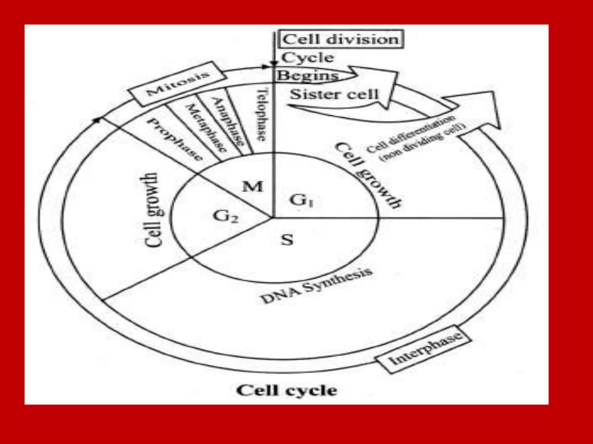 Cell cycle | PPT