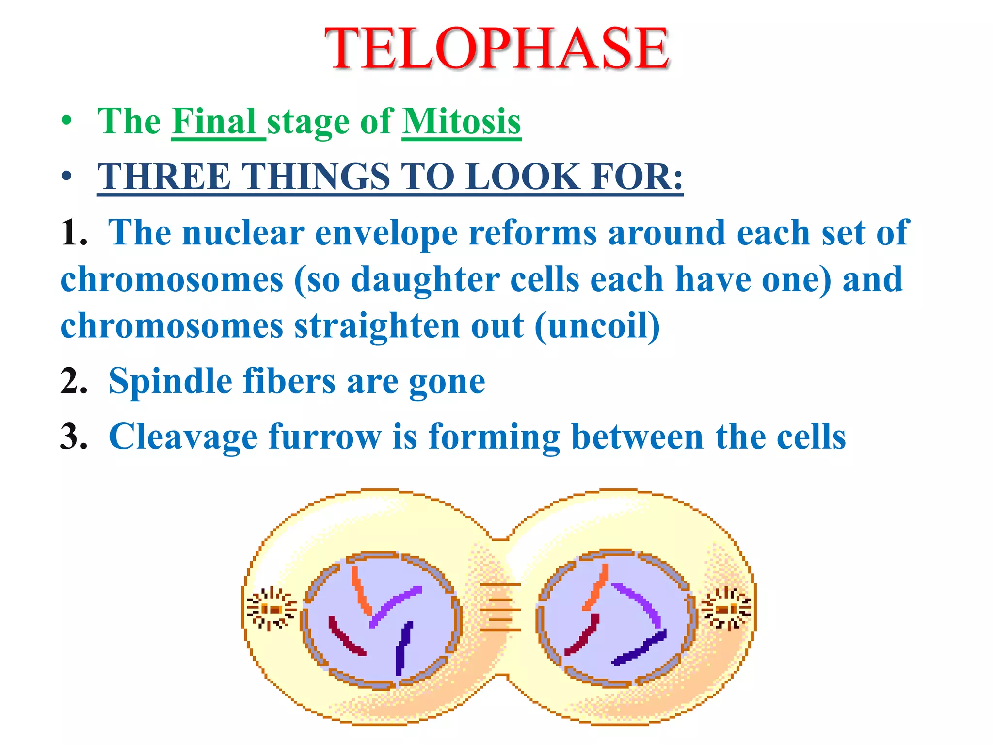 Cell cycle | PPTX