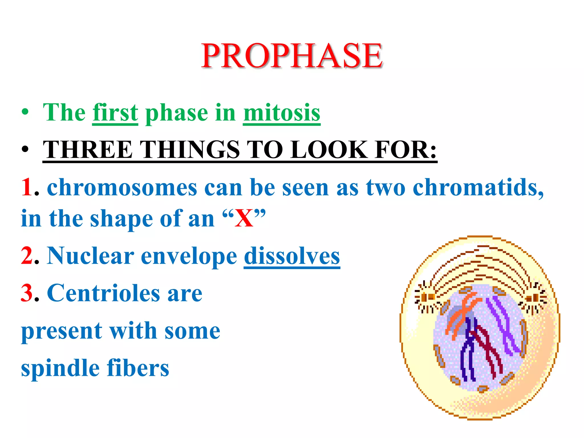 Cell cycle | PPTX
