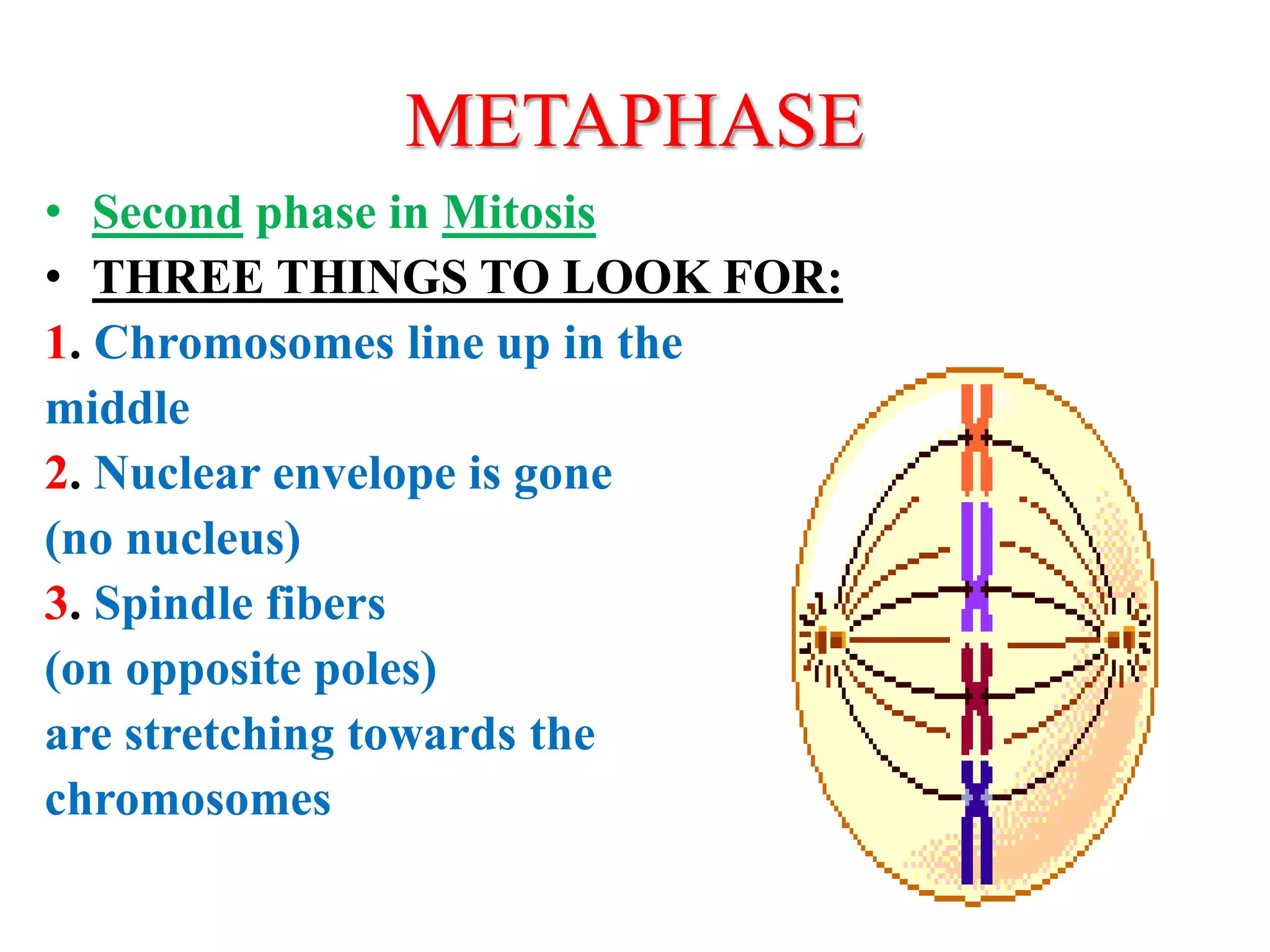 Cell cycle | PPTX