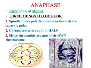 Cell cycle | PPTX