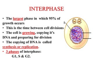 Cell cycle | PPTX
