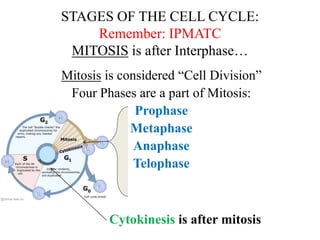 Cell cycle | PPTX