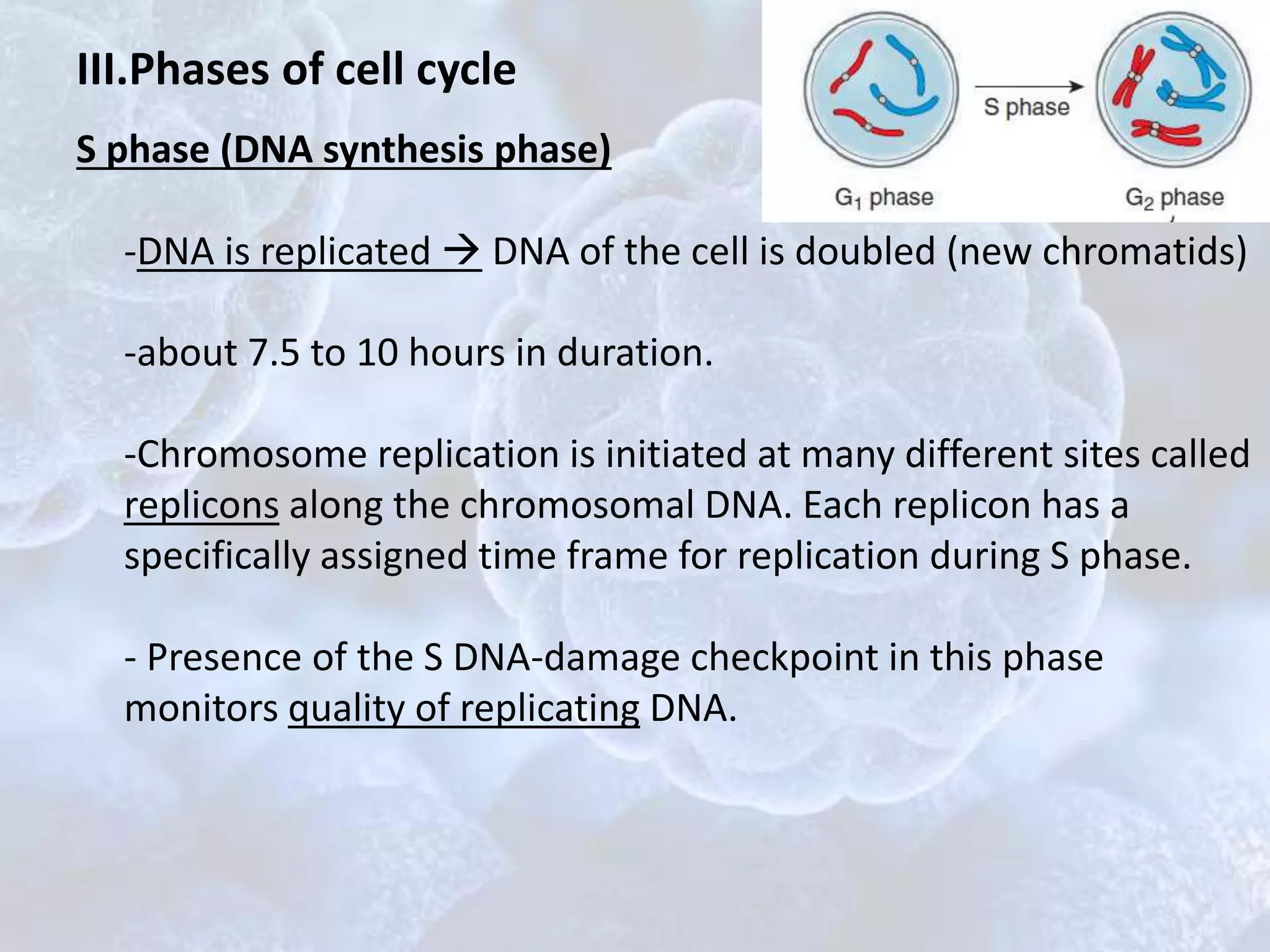 The Cell cycle - maha hammady | PPTX