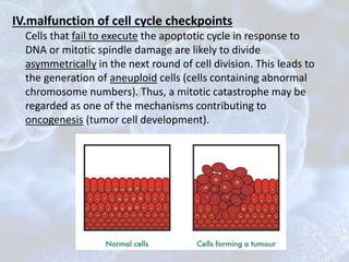 The Cell cycle | PPT