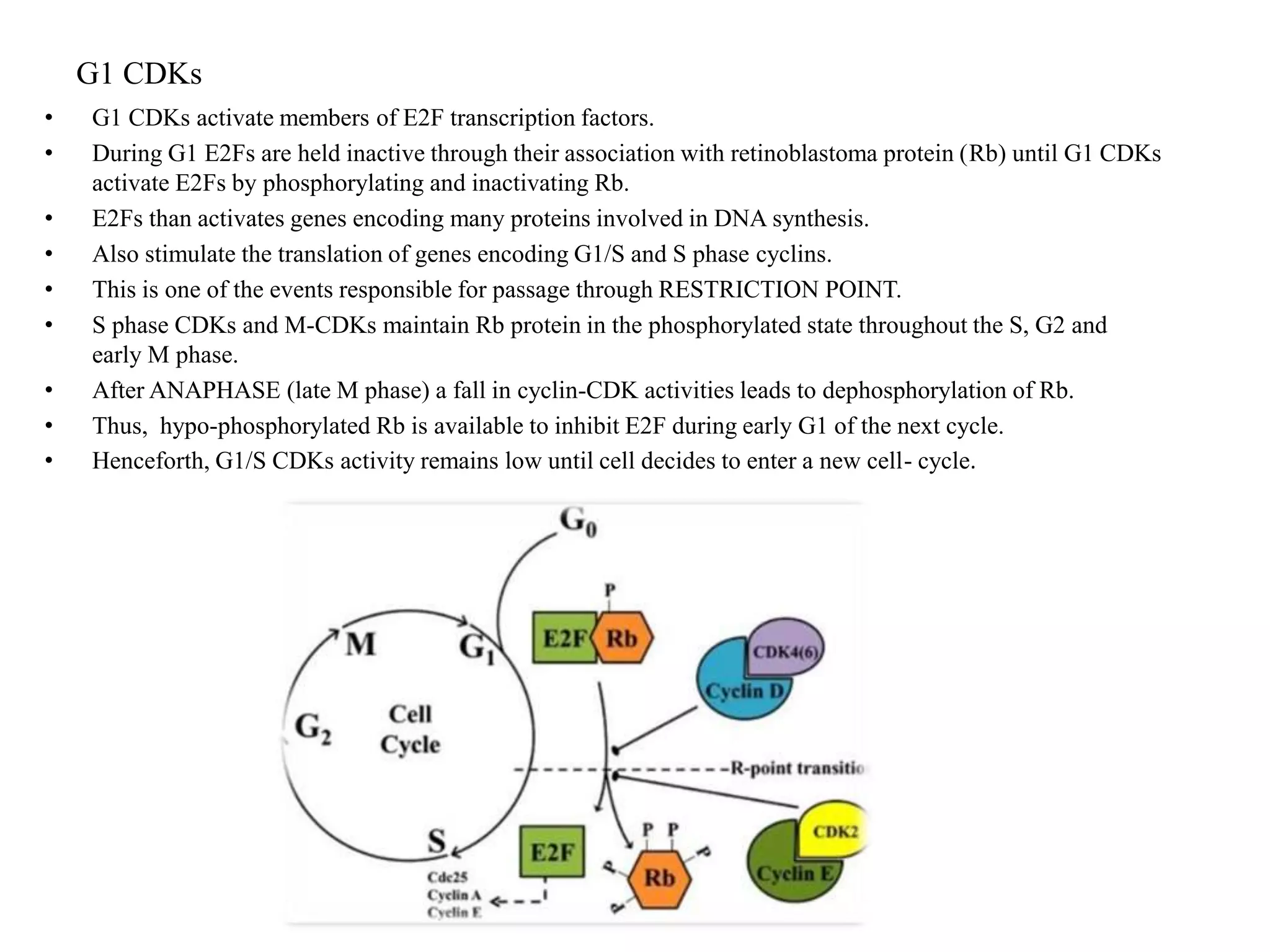 Cell cycle regulation Basics | PPT