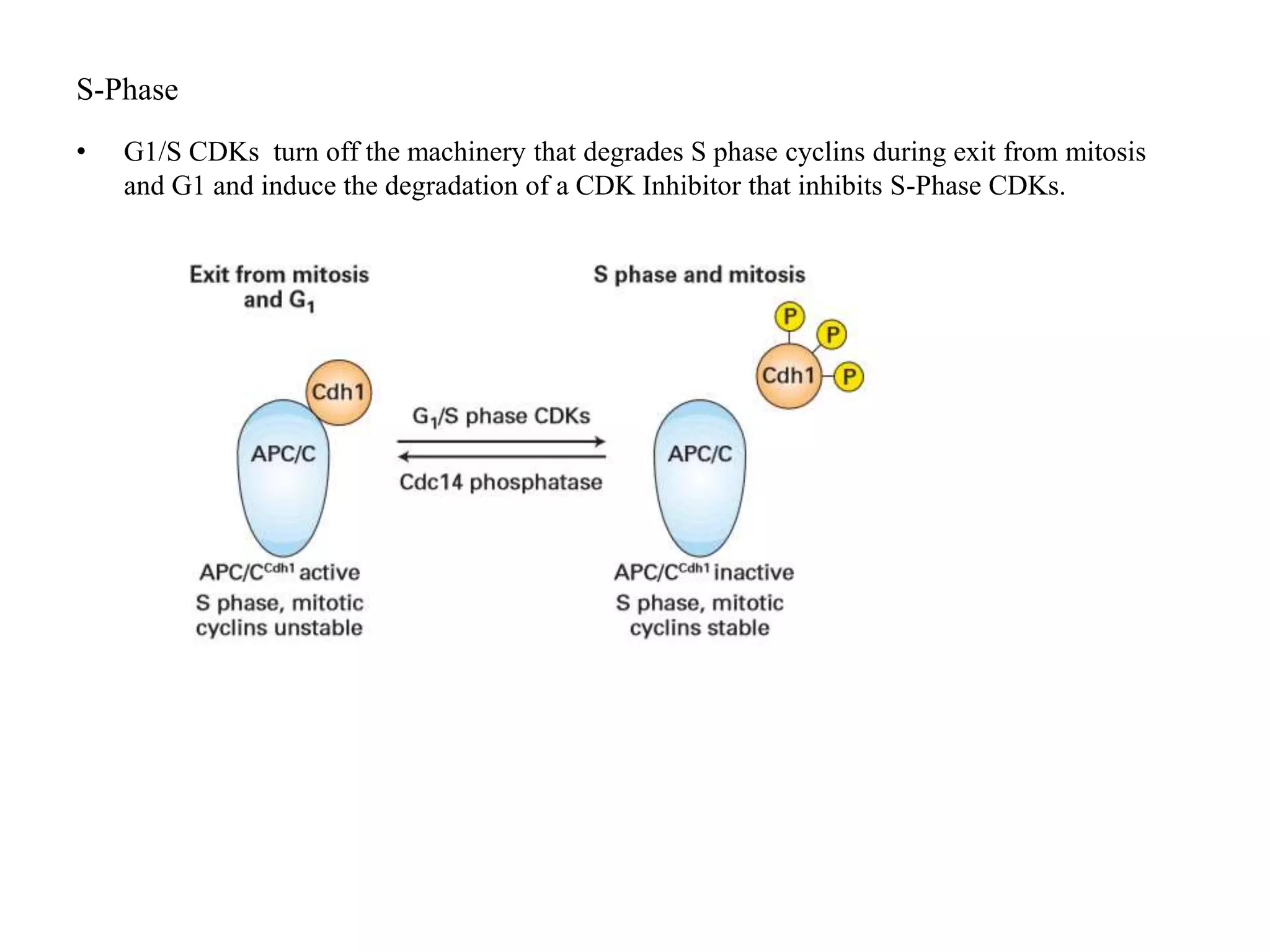 Cell cycle regulation Basics | PPT