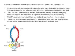 Cell cycle regulation Basics | PPT