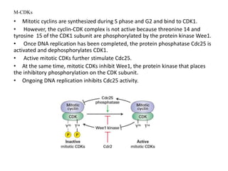 Cell cycle regulation Basics | PPT