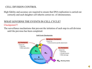 Cell cycle regulation Basics | PPT