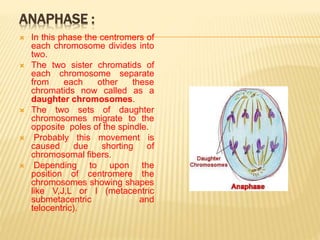 Cell cycle | PPT