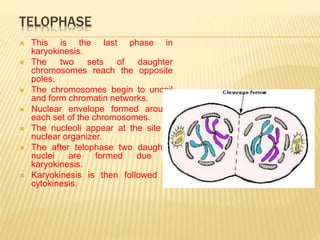 Cell cycle | PPTX