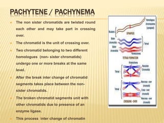 Cell cycle | PPTX