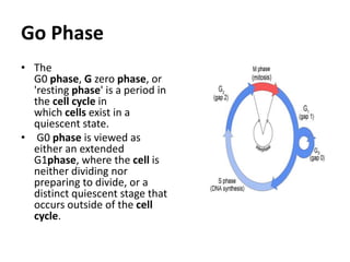 Cell cycle | PPTX | Biological Sciences | Science