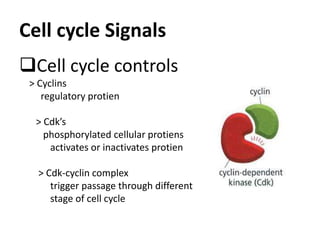 Cell cycle | PPTX | Biological Sciences | Science