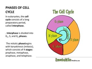 Cell cycle | PPTX