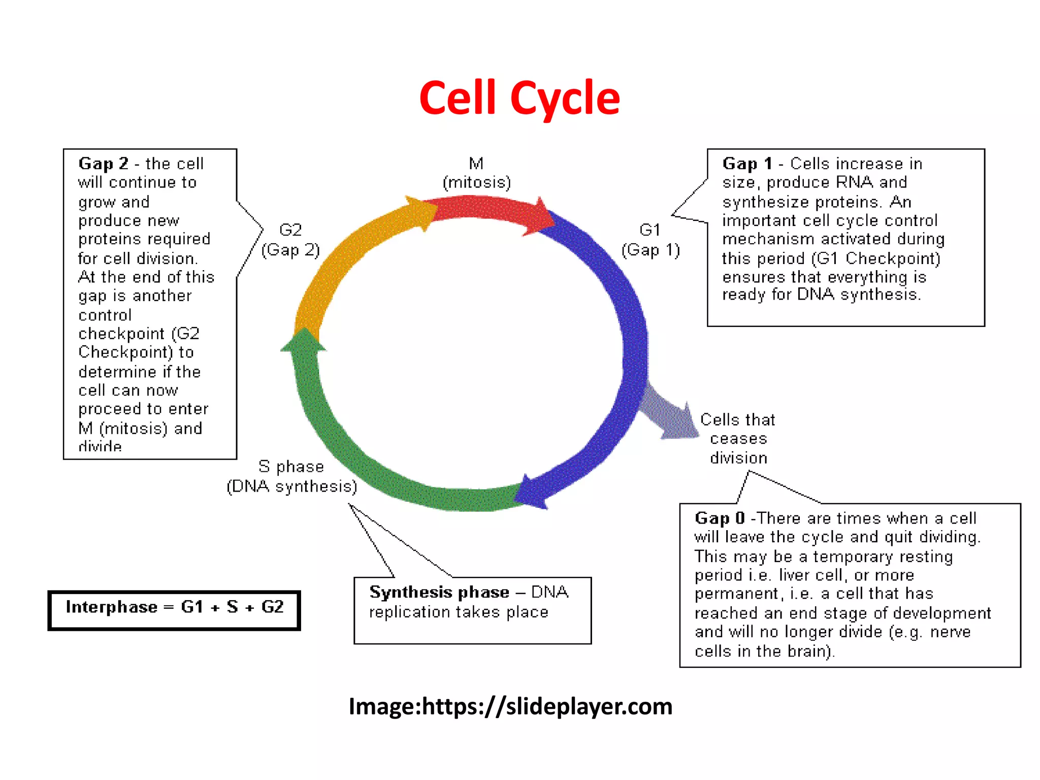 CELL CYCLE, MITOSIS & MEIOSIS SMG | PPT