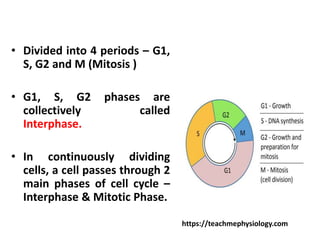 CELL CYCLE, MITOSIS & MEIOSIS SMG | PPTX